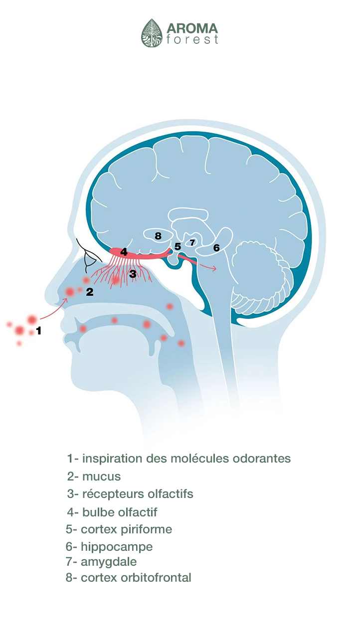 Du nez au cerveau, comment fonctionne notre système olfactif? - Aroma ...